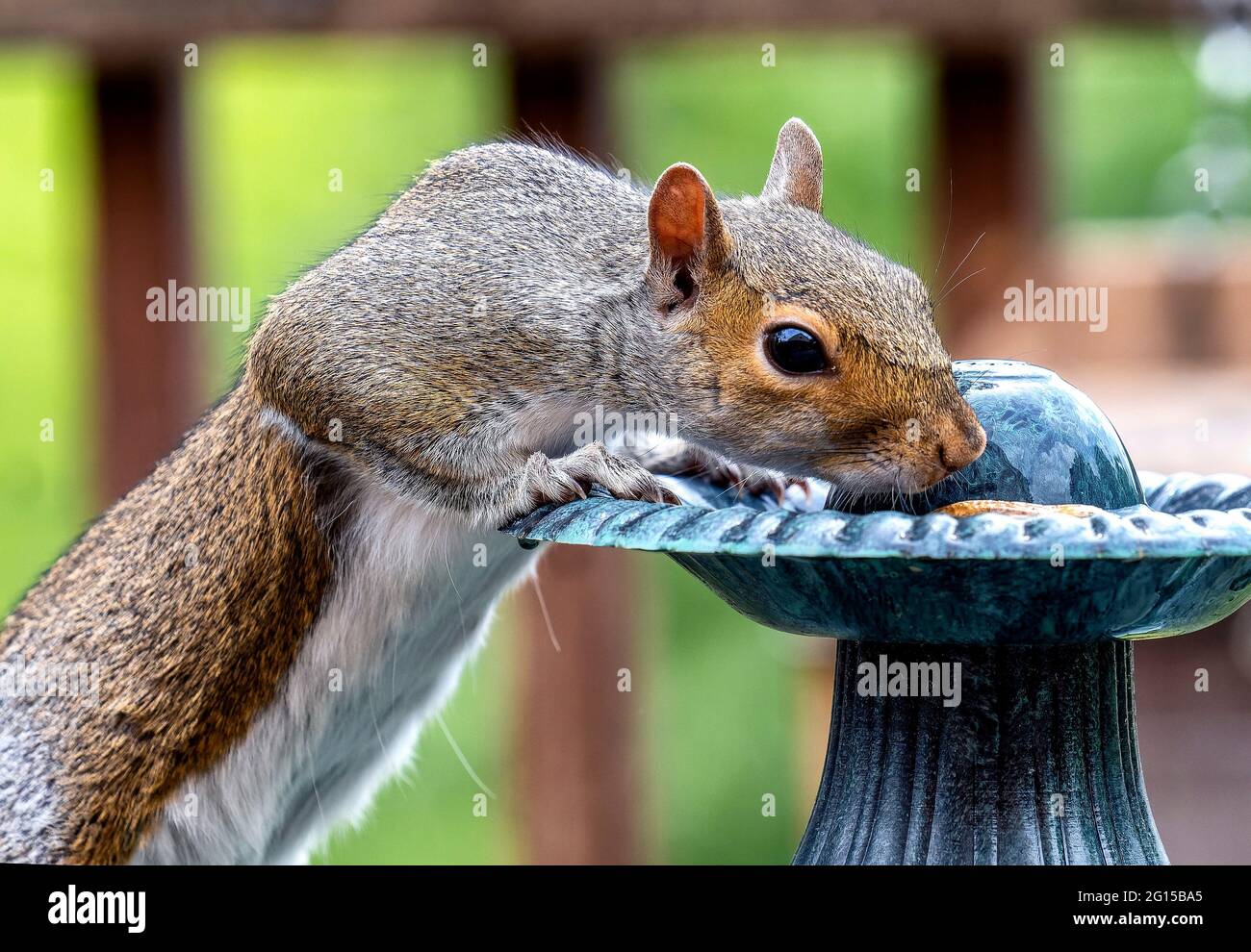Squirrel on the bird bath hi-res stock photography and images - Alamy