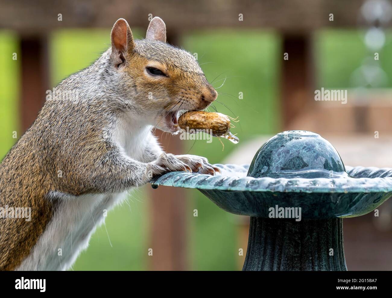 Squirrel up on the fountain for a peanut snack Stock Photo - Alamy