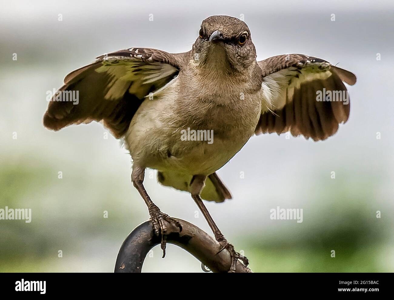 Northern Mockingbird flaps wings on a high perch Stock Photo - Alamy