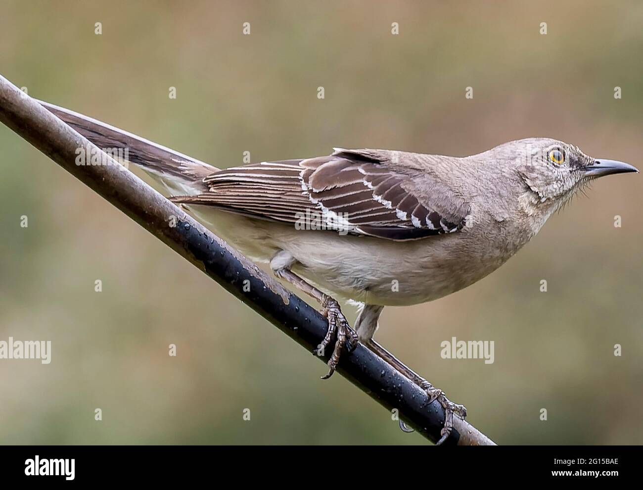 Northern Mockingbird flaps wings on a high perch Stock Photo - Alamy