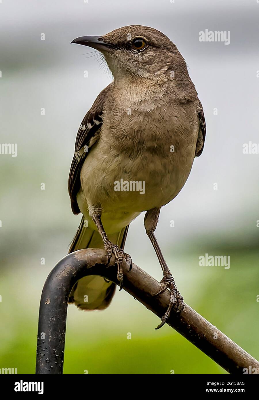 Northern Mockingbird flaps wings on a high perch Stock Photo - Alamy