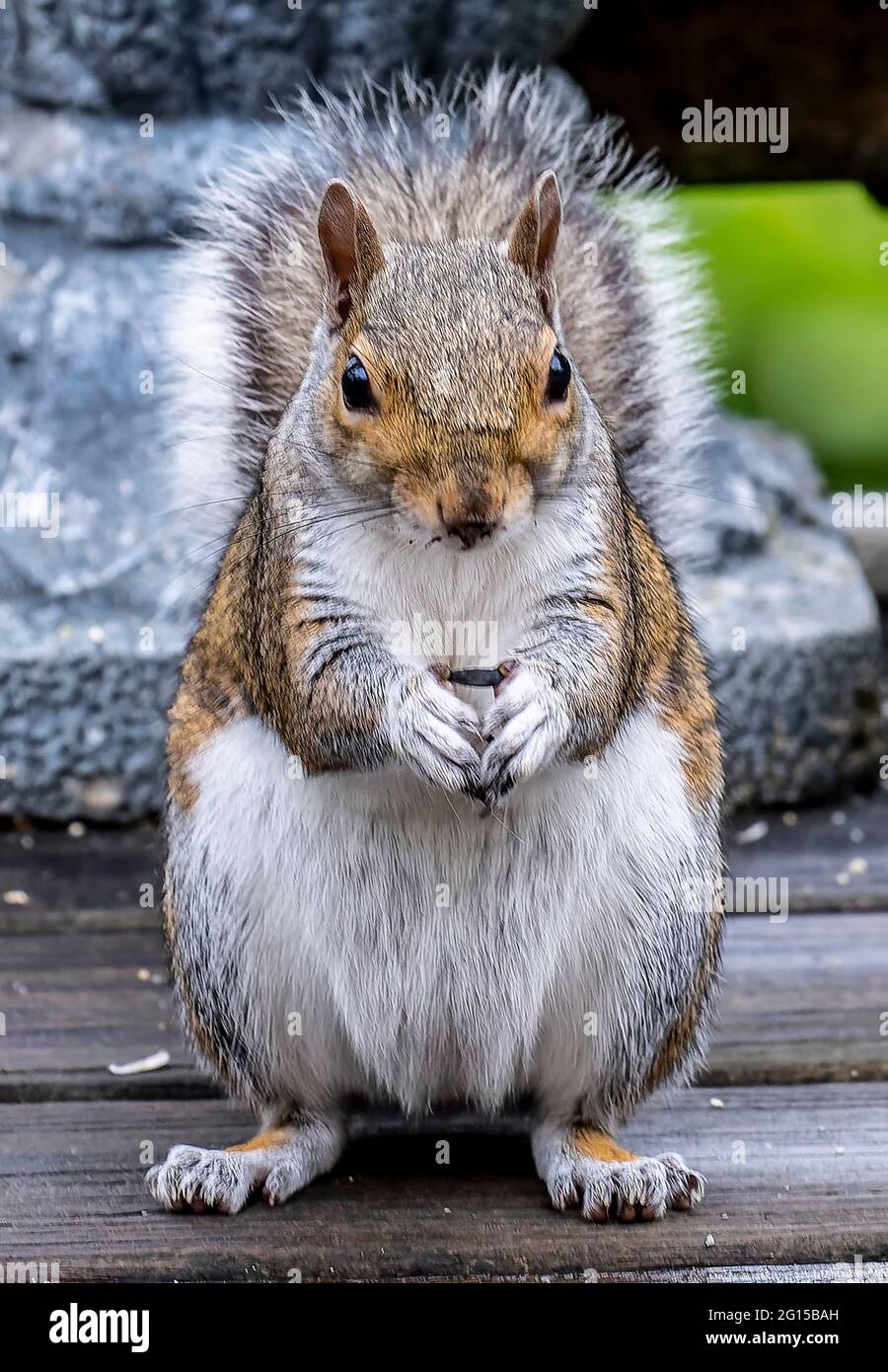 Squirrel sits up on the deck Stock Photo - Alamy