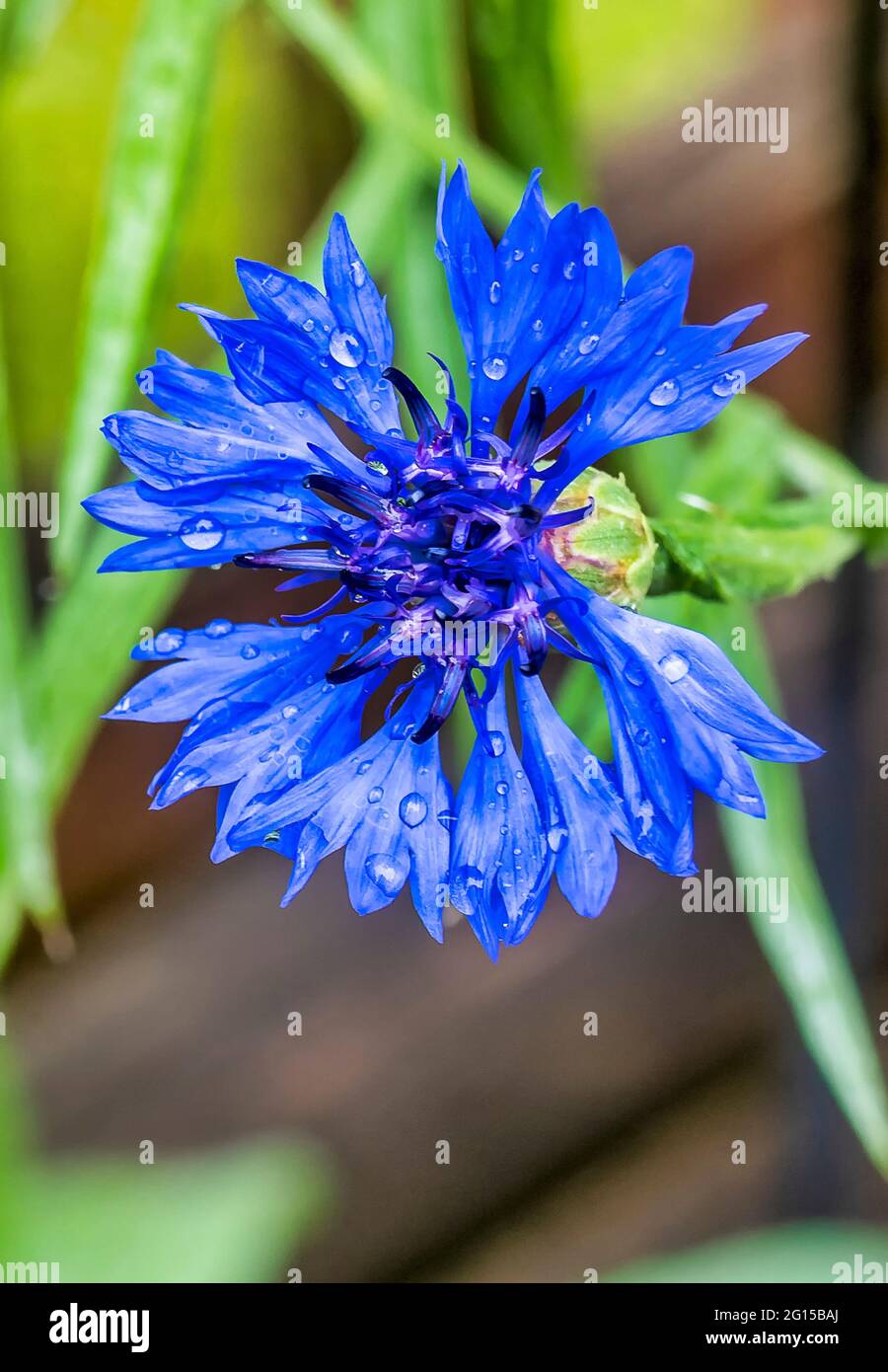 Purple cosmos flower hi-res stock photography and images - Alamy
