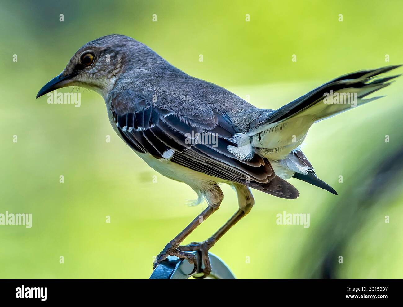 Northern Mockingbird flaps wings on a high perch Stock Photo - Alamy