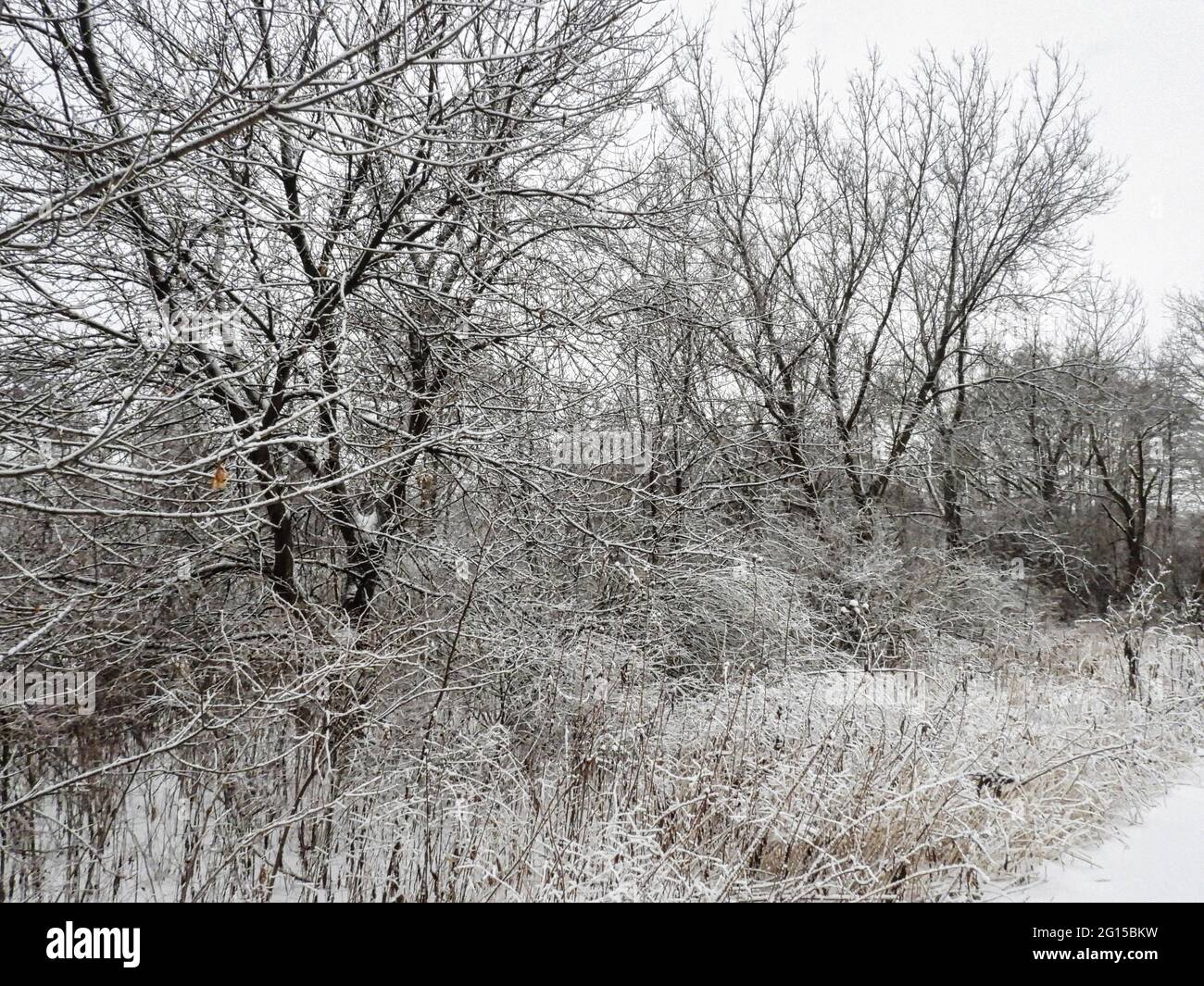 Snow Covered Trees: After a fresh snowfall, trees along a path in the ...