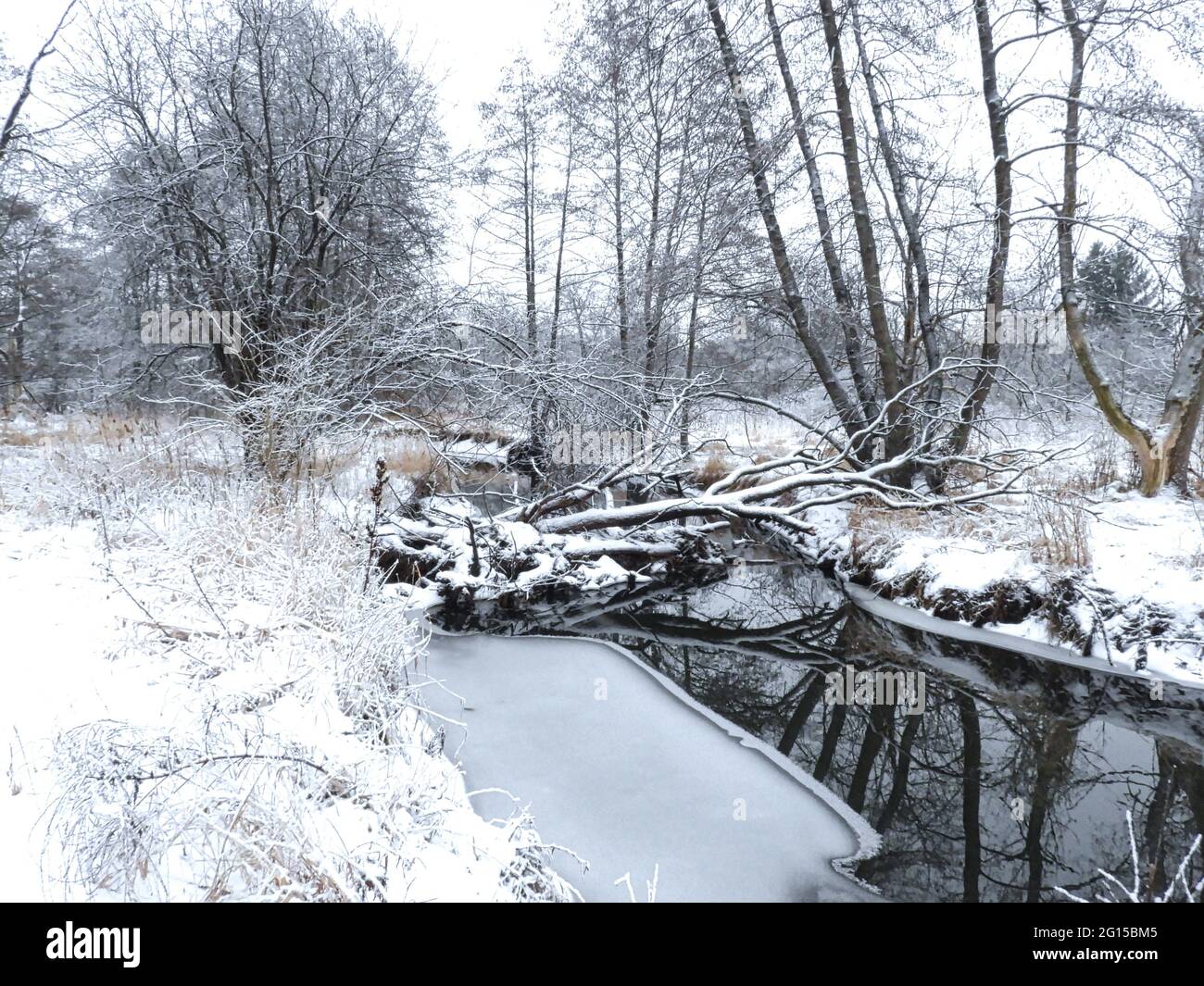 Fallen, Snow Covered Trees Over a River: Trees lay over a river on a ...