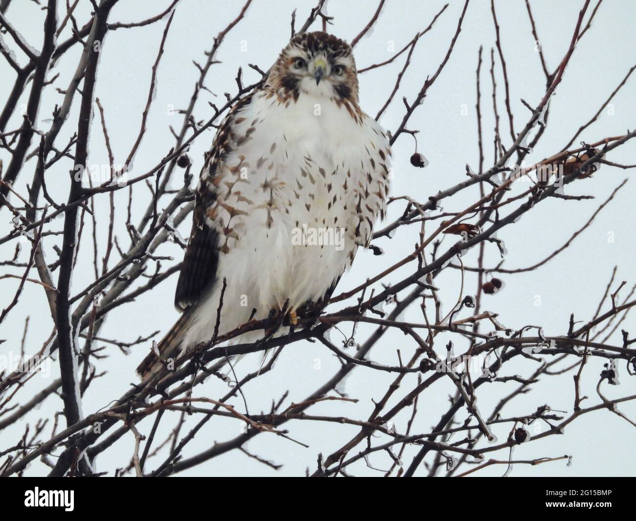 Red tailed hawk perched hi-res stock photography and images - Alamy