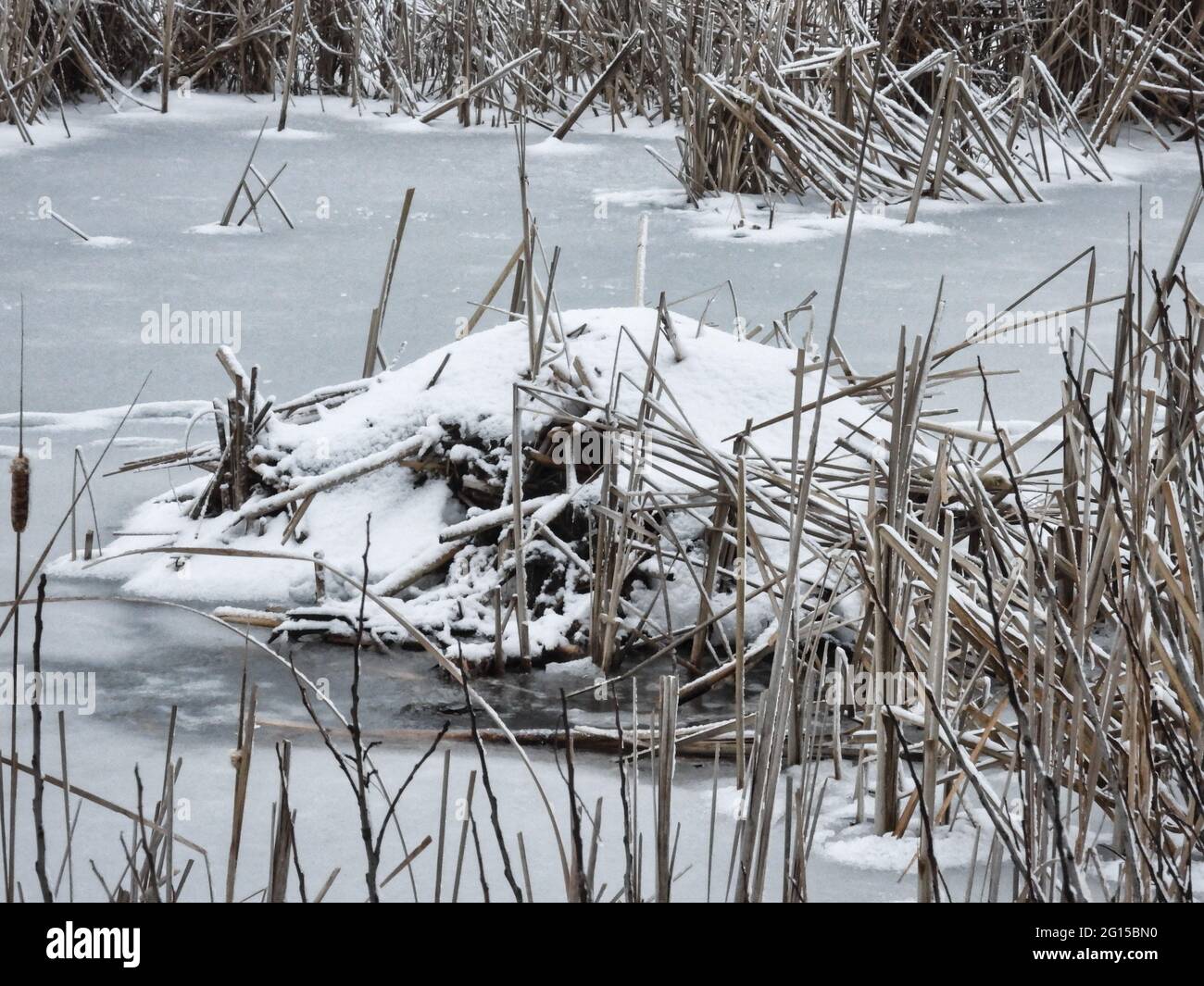 Frozen mud hi-res stock photography and images - Alamy