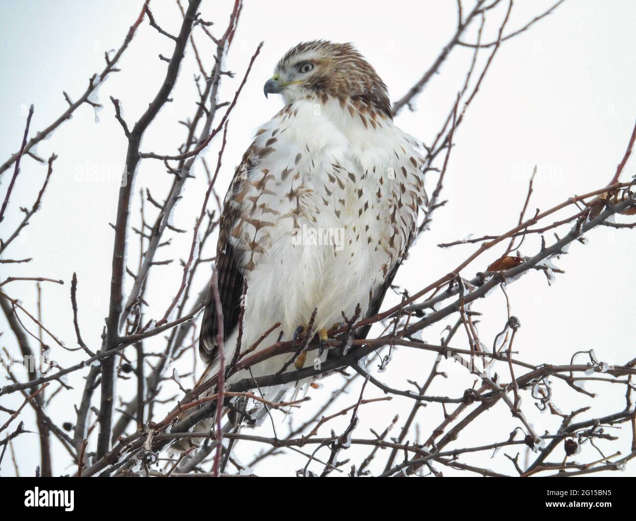 Red tailed hawk perched hi-res stock photography and images - Alamy