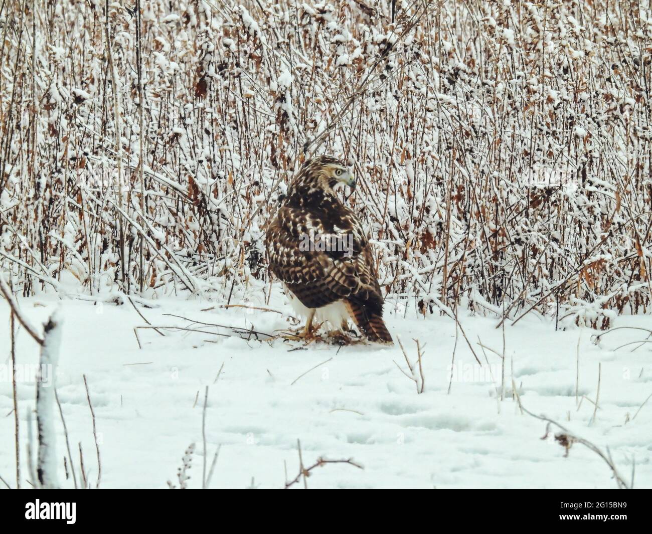 Red-Tailed Hawk on the Ground on a Winter Day: A red-tailed hawk sits ...