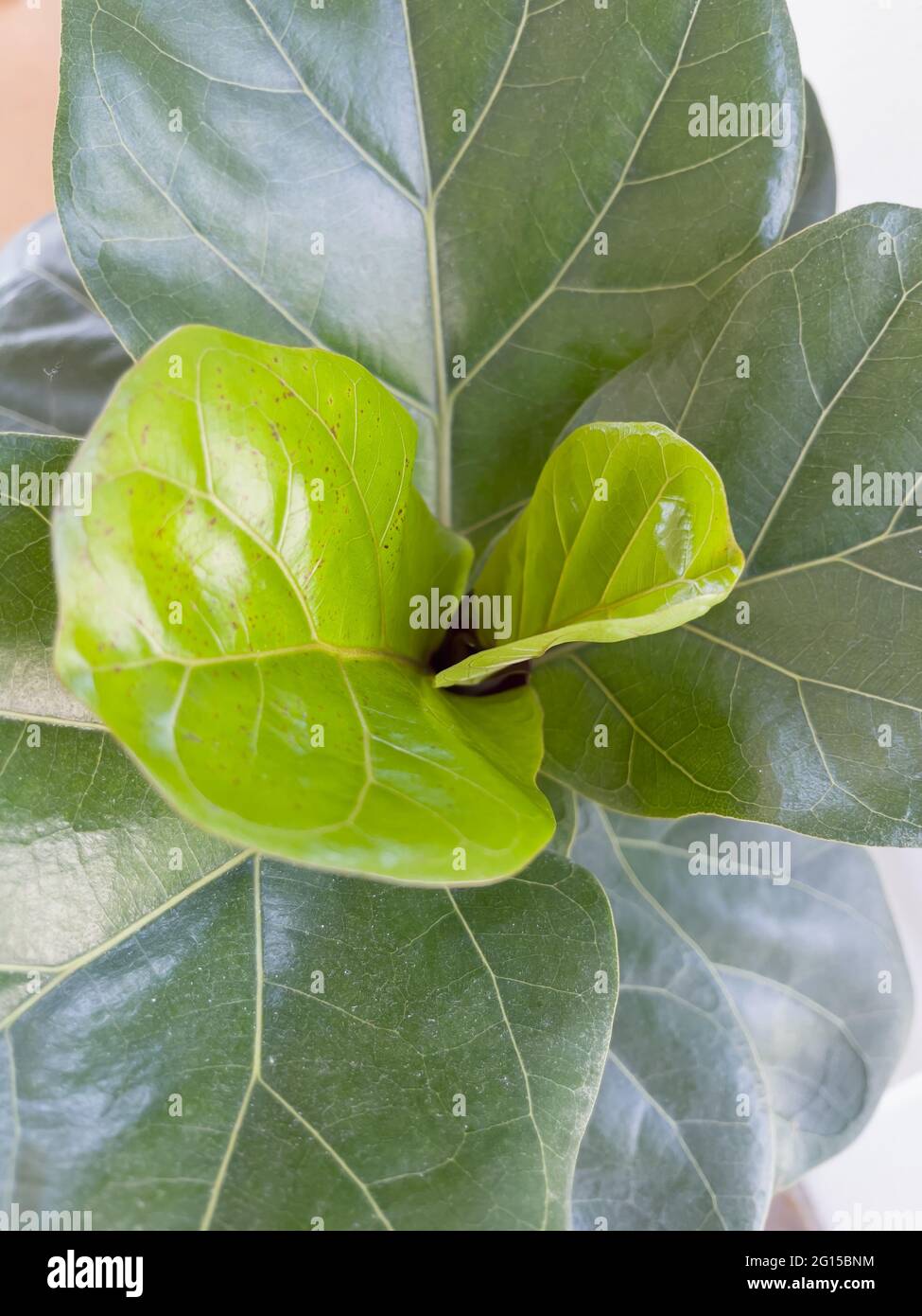 Top view of fiddle leaf fig , stock photo Stock Photo - Alamy