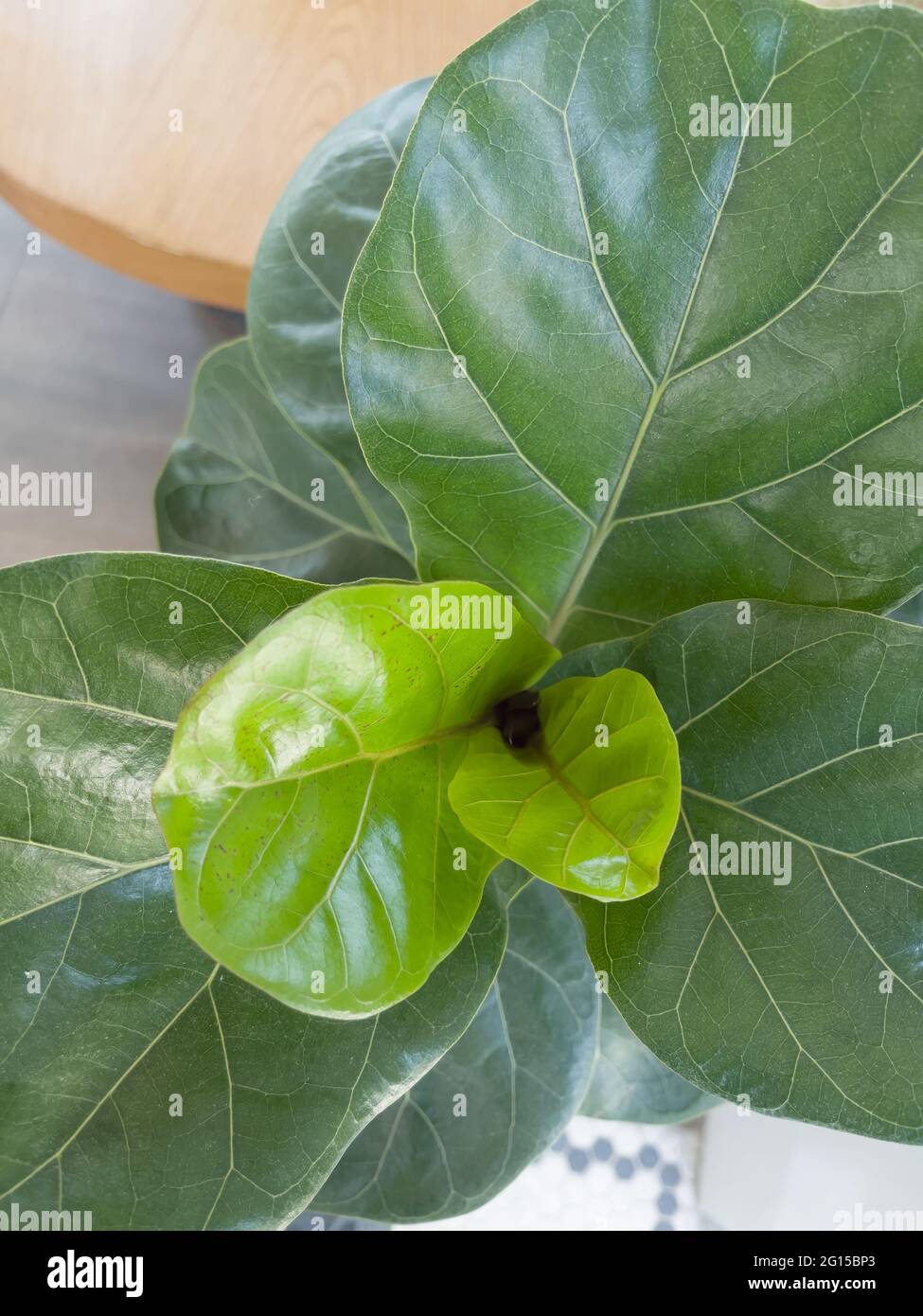 Top view of fiddle leaf fig , stock photo Stock Photo - Alamy