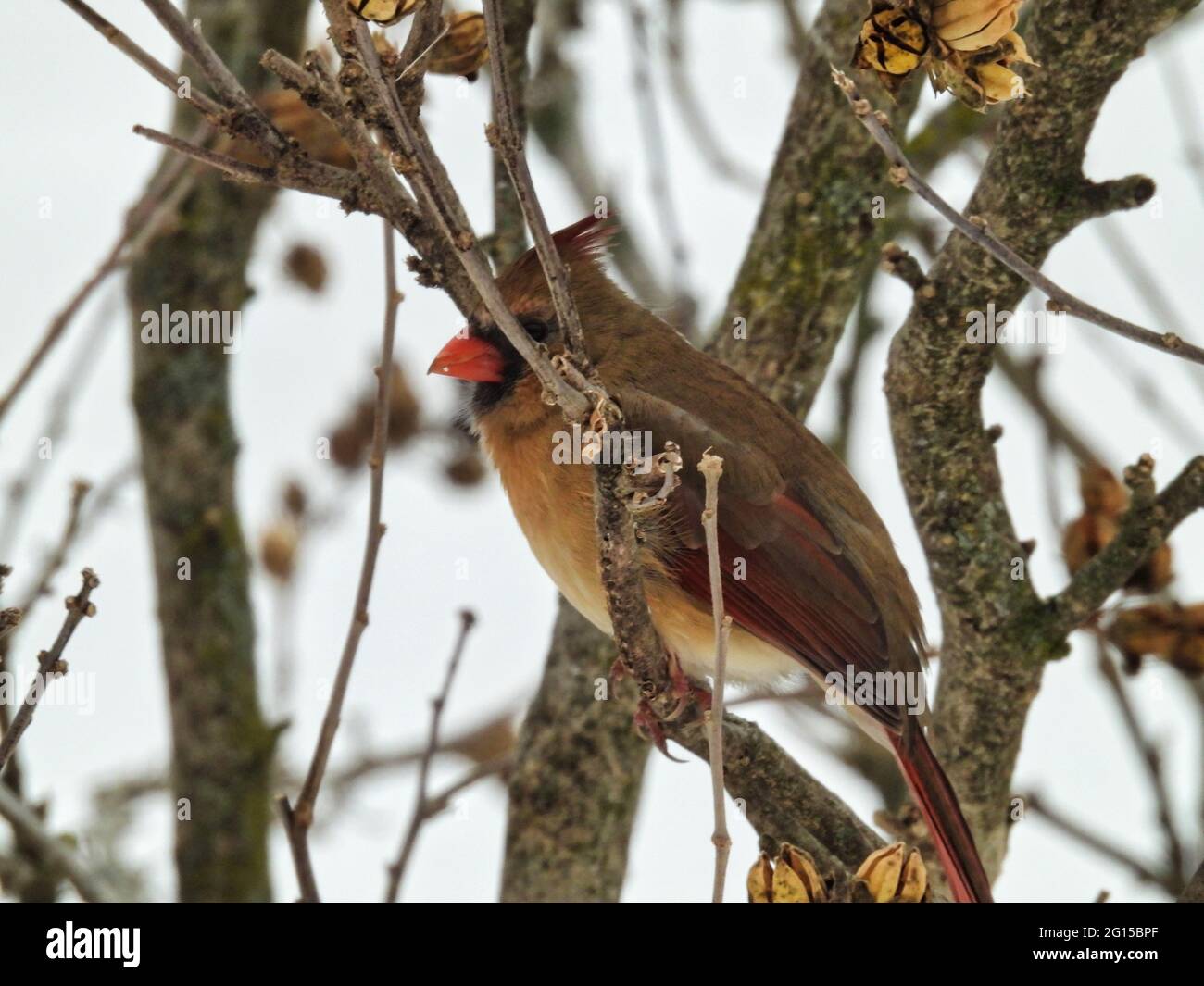 Cardinal crest hi-res stock photography and images - Alamy