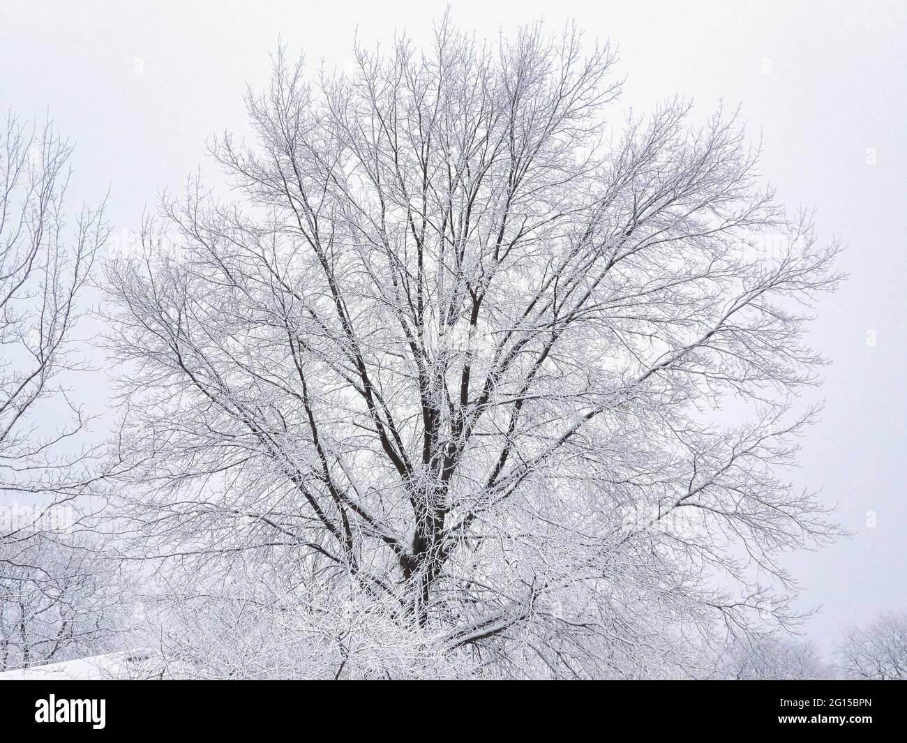 Snow Covered Tree and Tree Branches After a Snow Fall: A maple tree ...