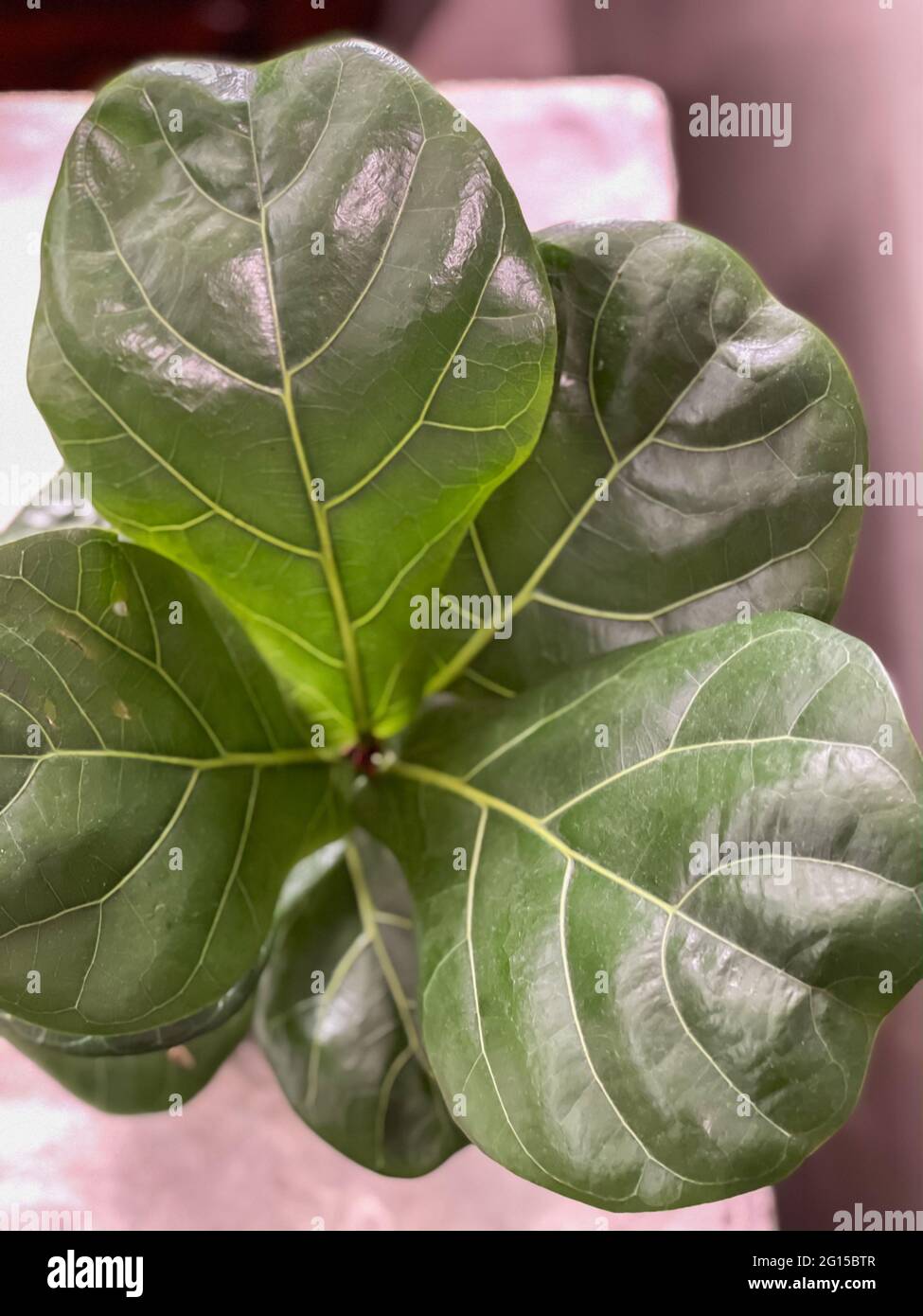 Fiddle leaf hi-res stock photography and images - Alamy