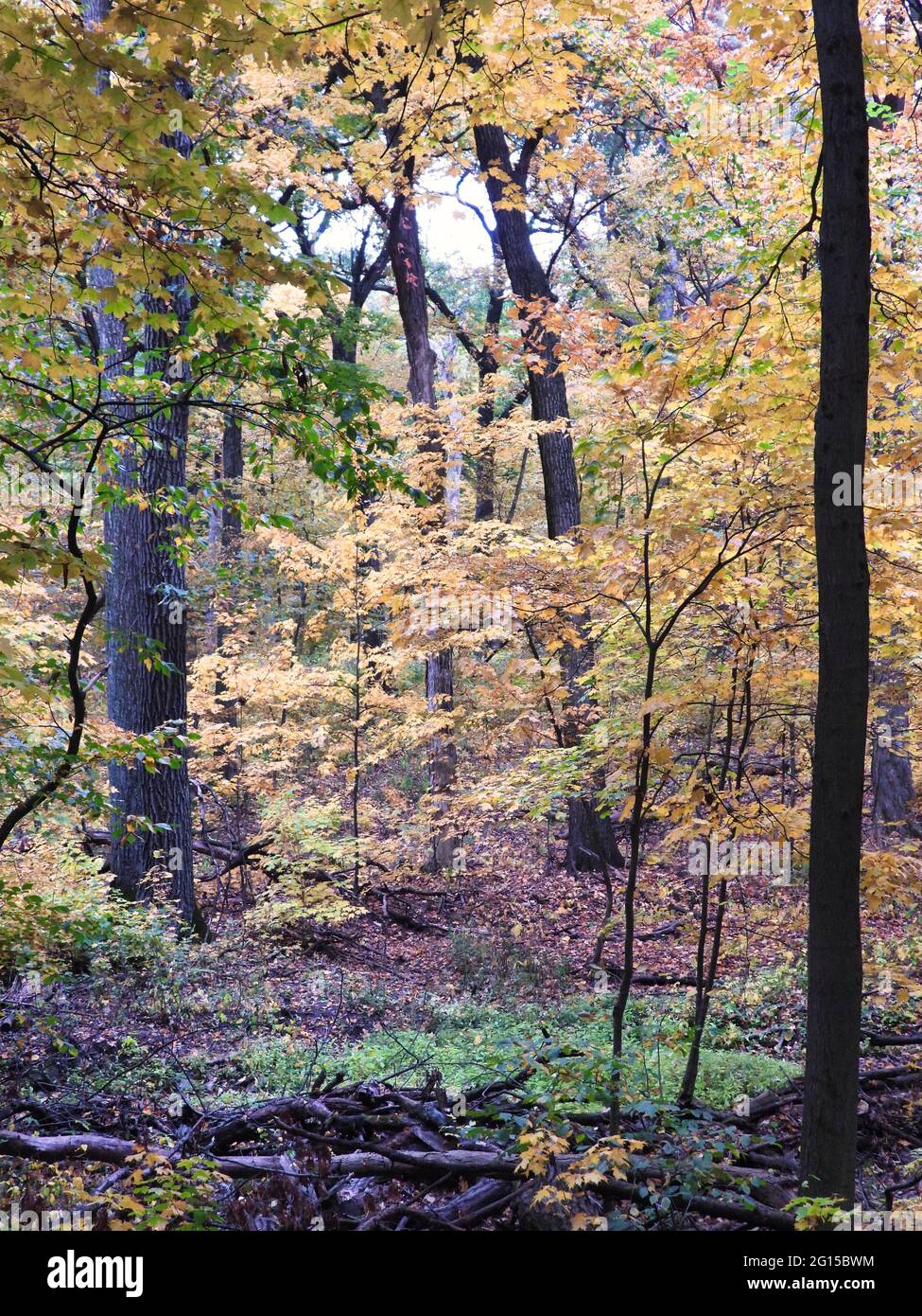 Beautiful Fall Foliage in a Forrest with Mixture of Various Tree Types ...
