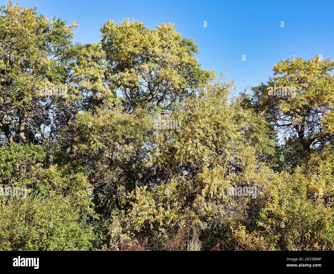 Trees Turning for Fall: A group of trees on the edge of a forest ...