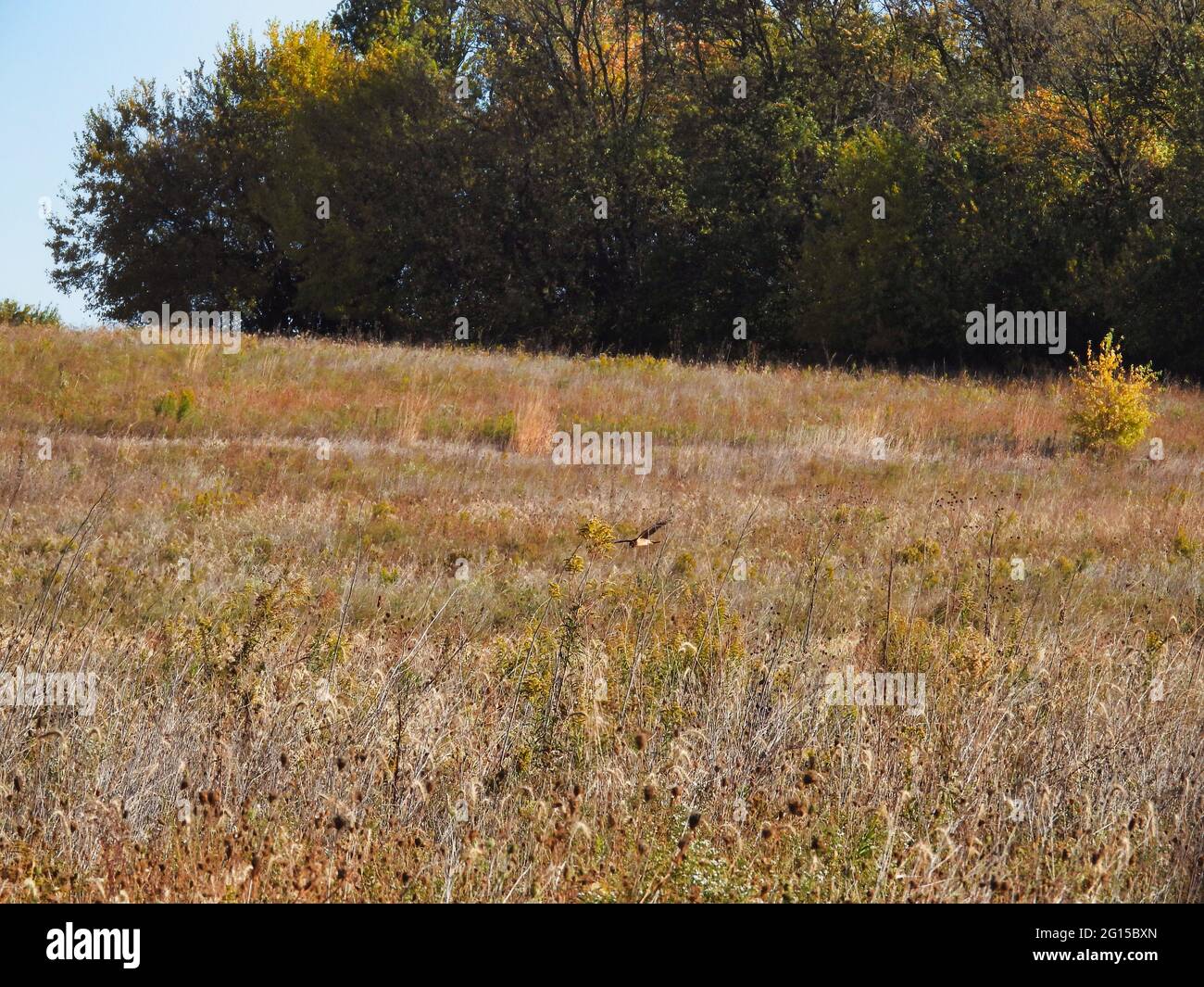 Norther Harrier Hunts the Grasslands: A bird of prey northern harrier ...
