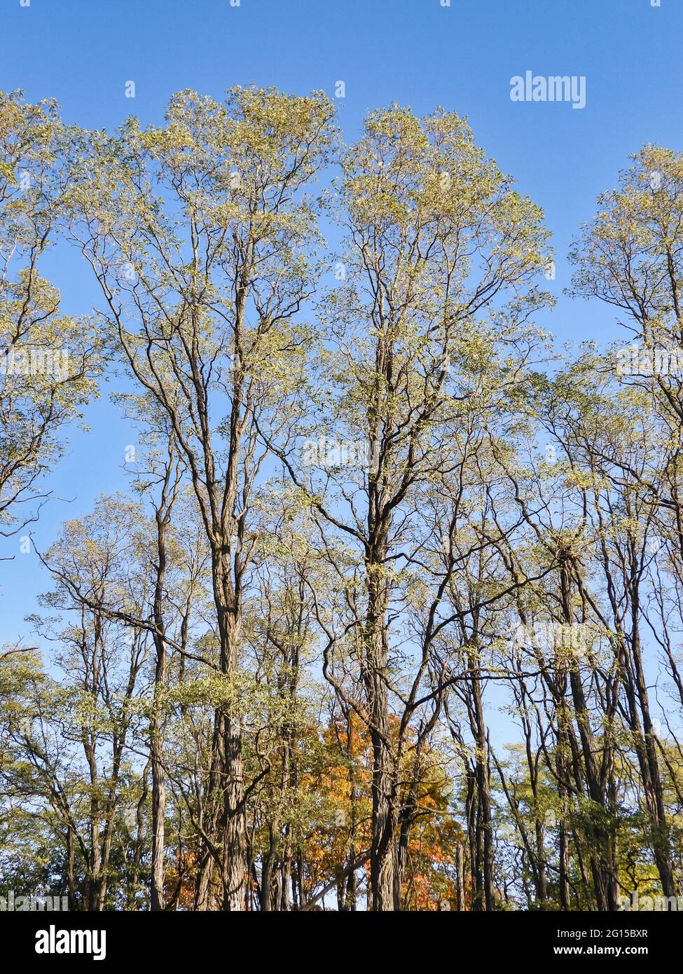 Early Autumn Landscape View: An early fall day reveals smaller trees in ...