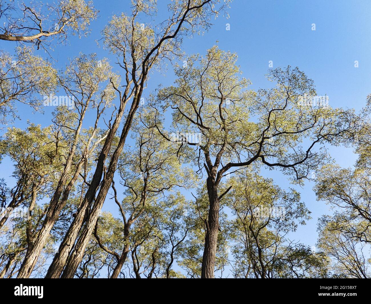 Fall Trees in the Sky: Looking upward to early autumn colored and very ...