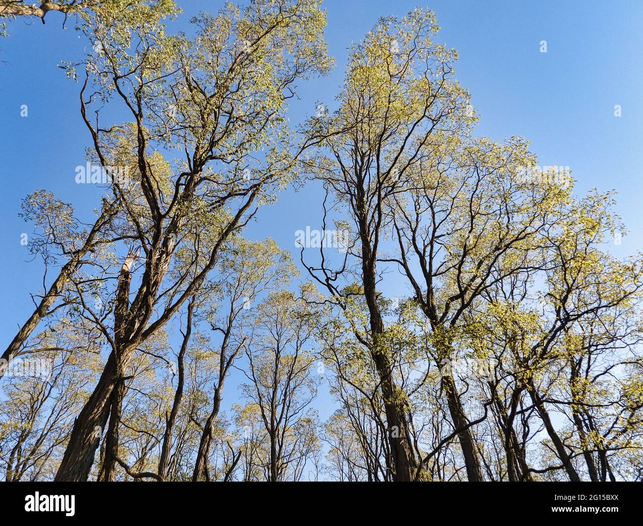Fall Trees in the Sky: Looking upward to early autumn colored and very ...
