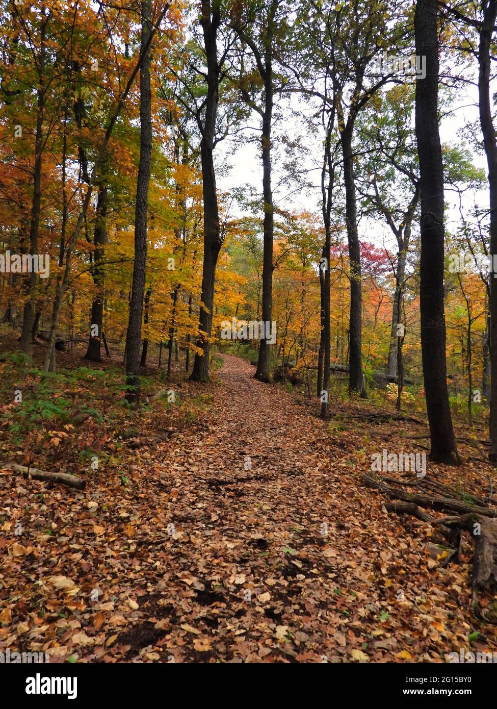 Walking on an Autumn Day in the Forest: A wood chipped, winding path ...