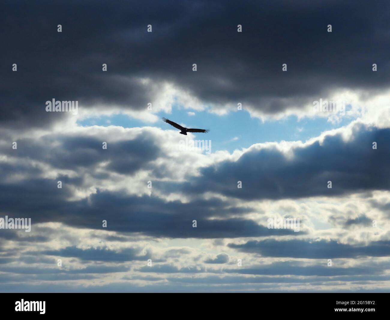 Turkey Vulture Soars in Clouds: A soaring turkey vulture on a fall day ...