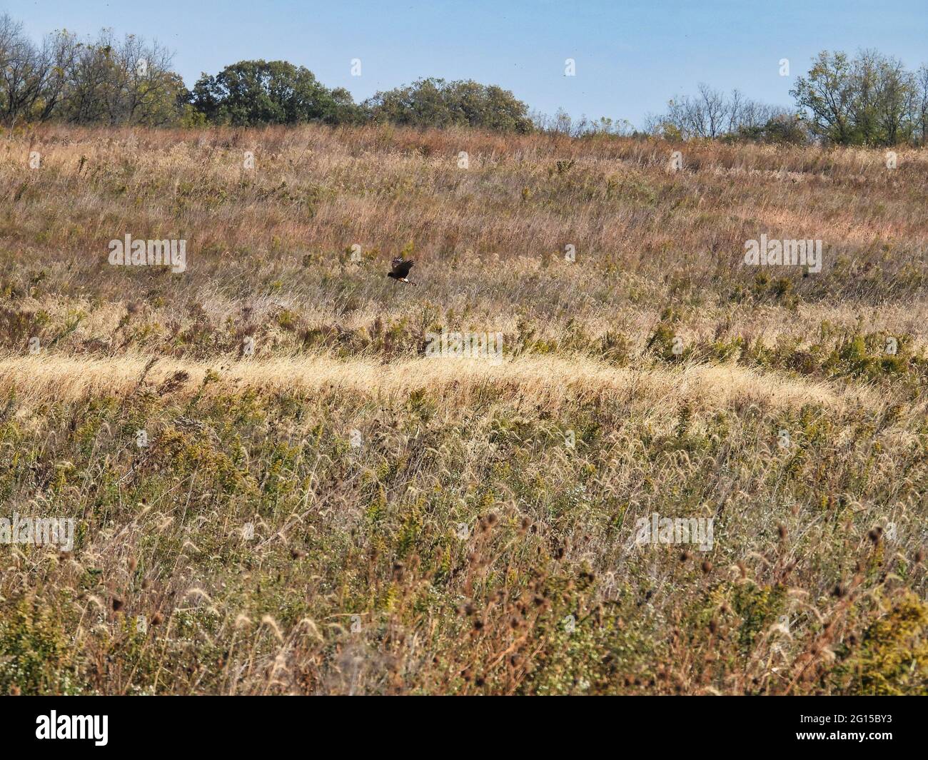 Prairie bird hi-res stock photography and images - Alamy