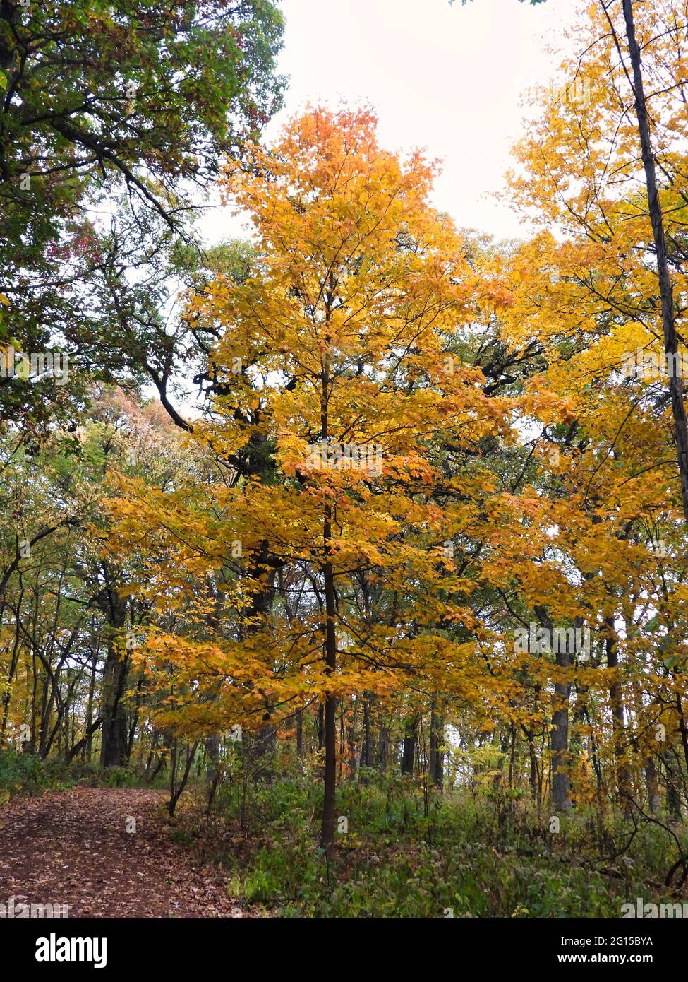 Autumn Trees in the Forest: Beautifully fall colored trees along a leaf ...