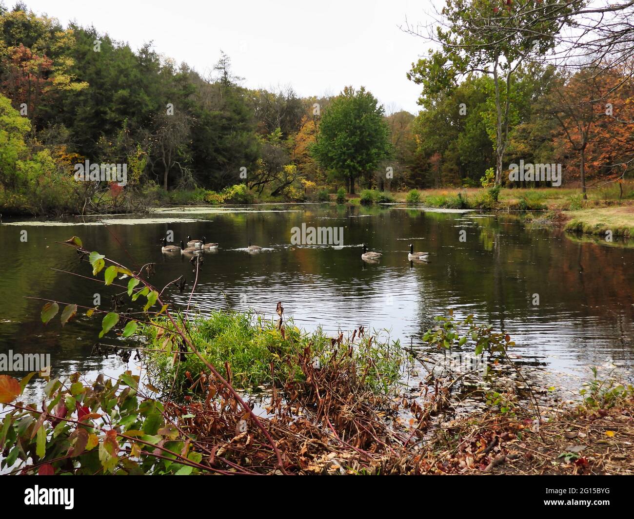 Pond surrounded by trees hi-res stock photography and images - Alamy