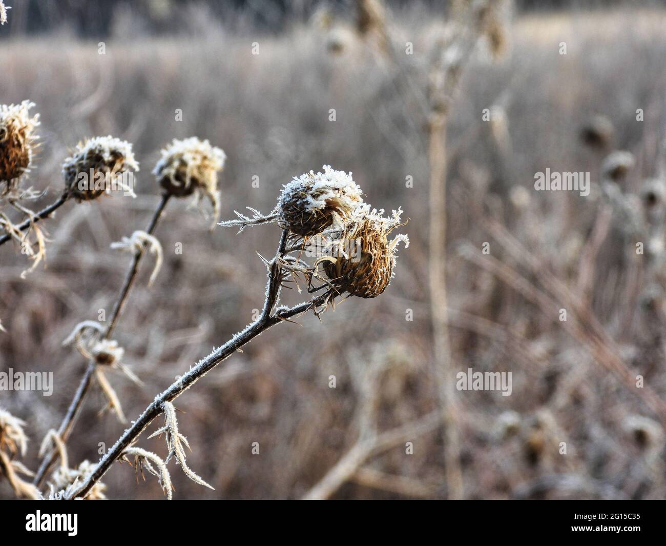 Flower Buds in the Snow: Frozen in time, a prairie wildflower buds ...