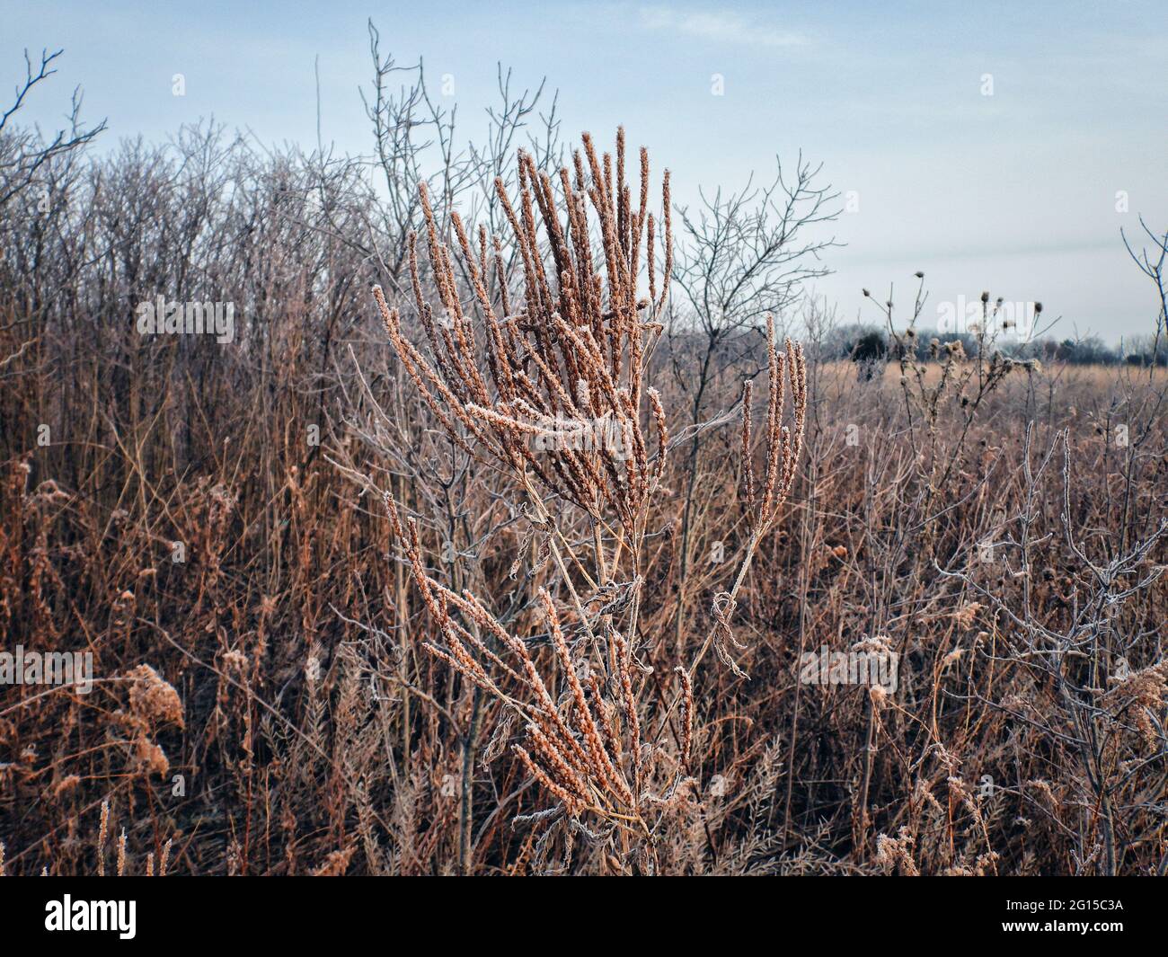 Flower in the Snow: Frozen in time, a prairie wildflower covered in ...
