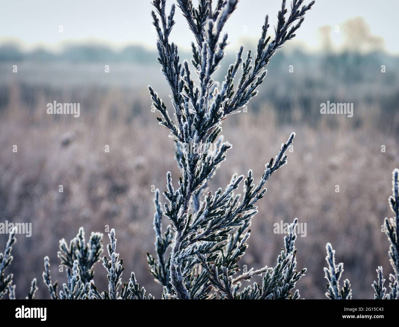 Frost Covered Branches of a Fir Tree: Early winter morning a fir tree ...