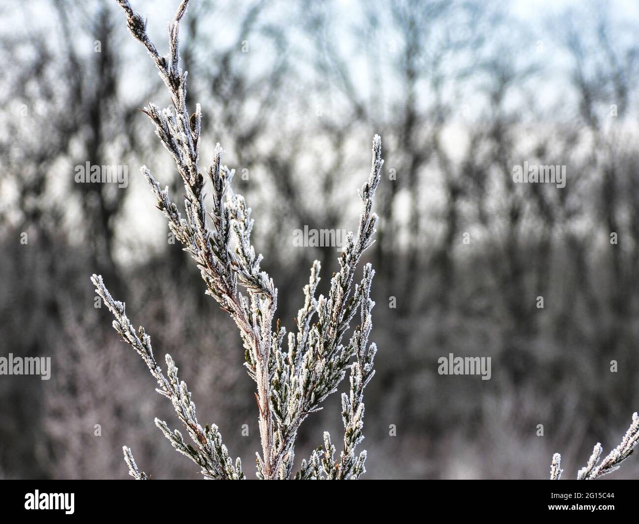 Frost Covered Branches of a Fir Tree: Early winter morning a fir tree ...