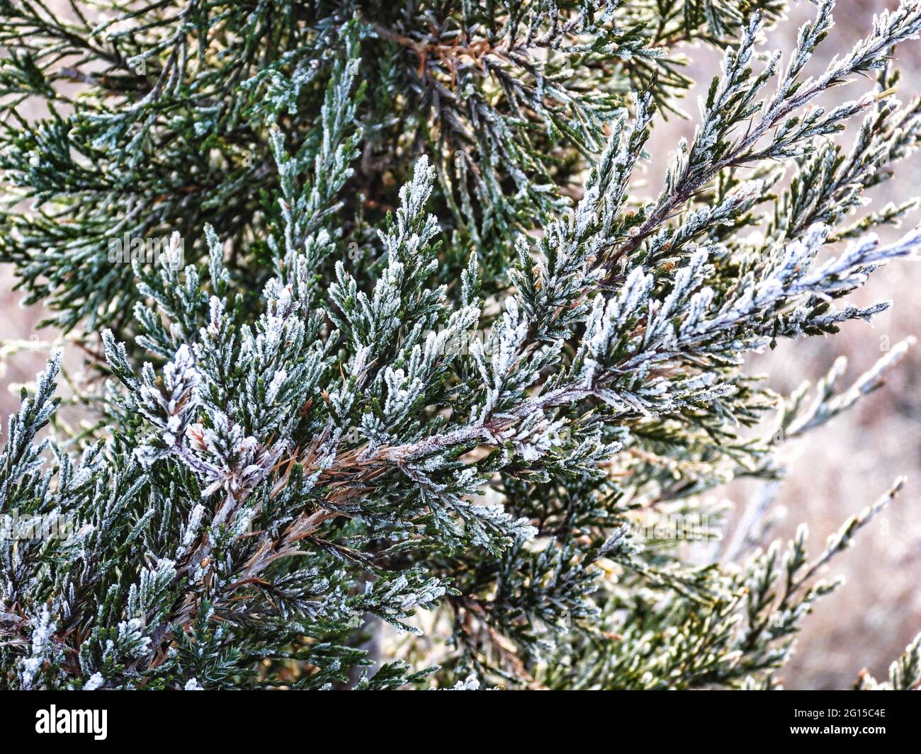 Frost Covered Branches of a Fir Tree: Early winter morning a fir tree ...