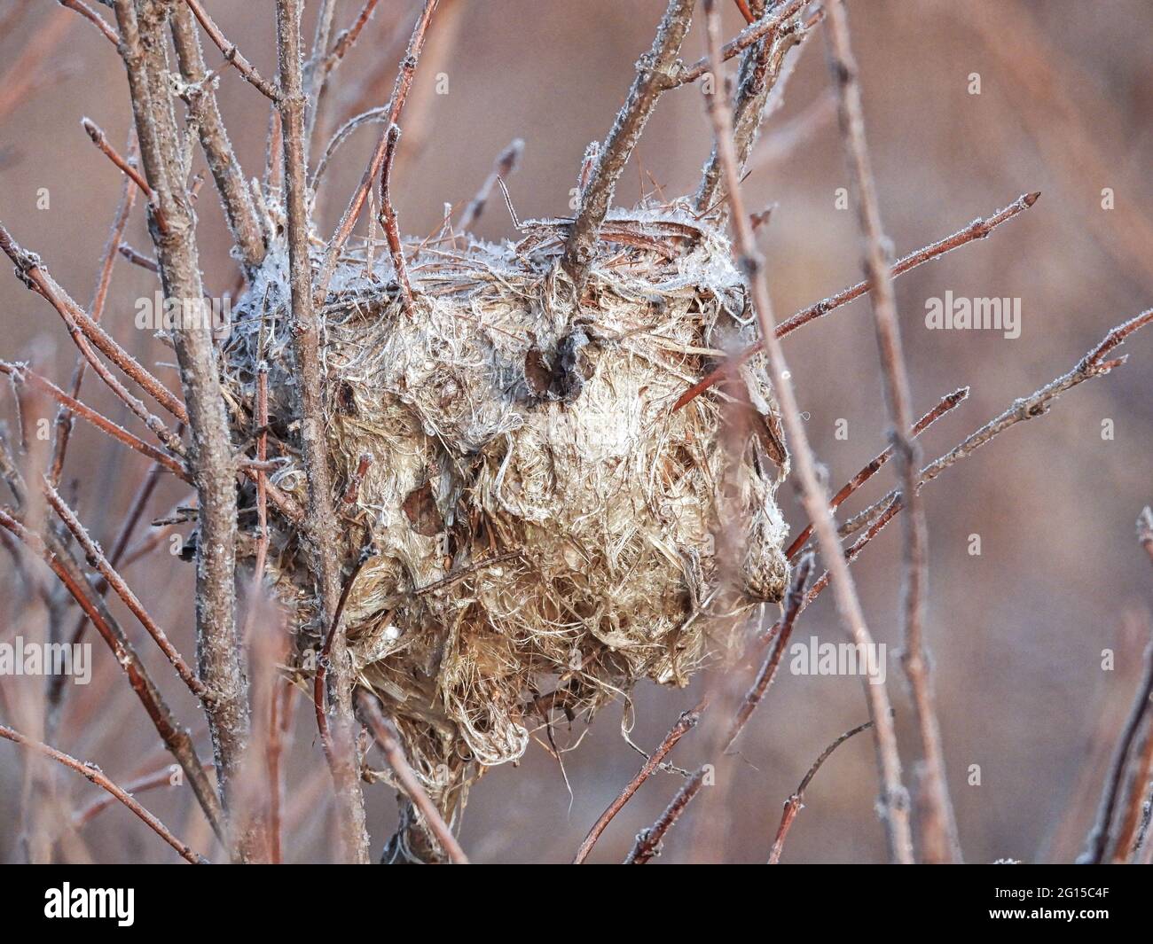 Dead tree with bird nests hi-res stock photography and images - Alamy