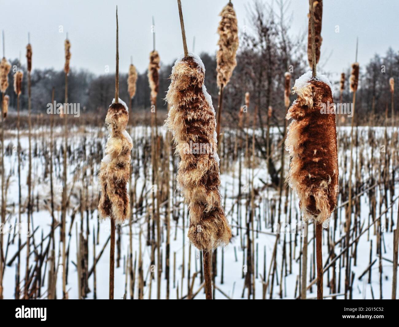 Burst Cattails Frozen Alongside a River in Winter: A field of cattails ...