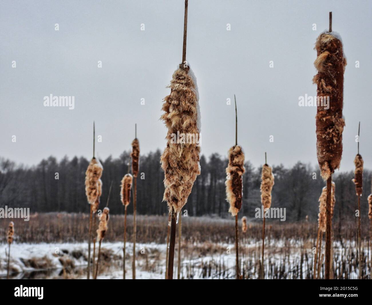 Burst Cattails Frozen Alongside a River in Winter: A cattail burst open ...