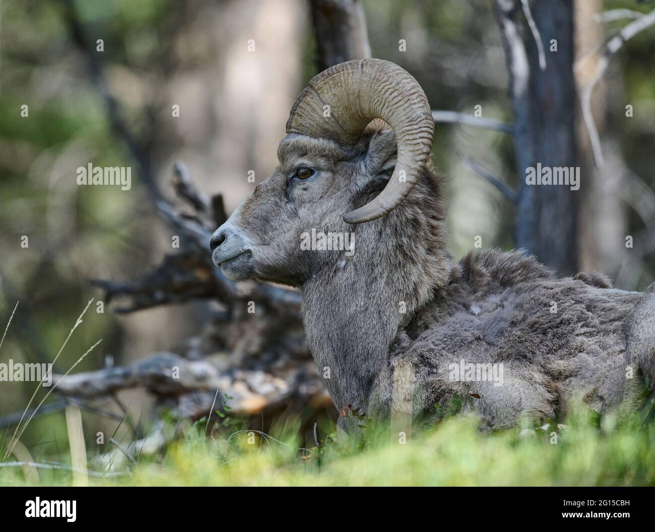 Bighorn sheep (Ovis canadensis) ram, Vermillion Lakes, Banff, Alberta ...