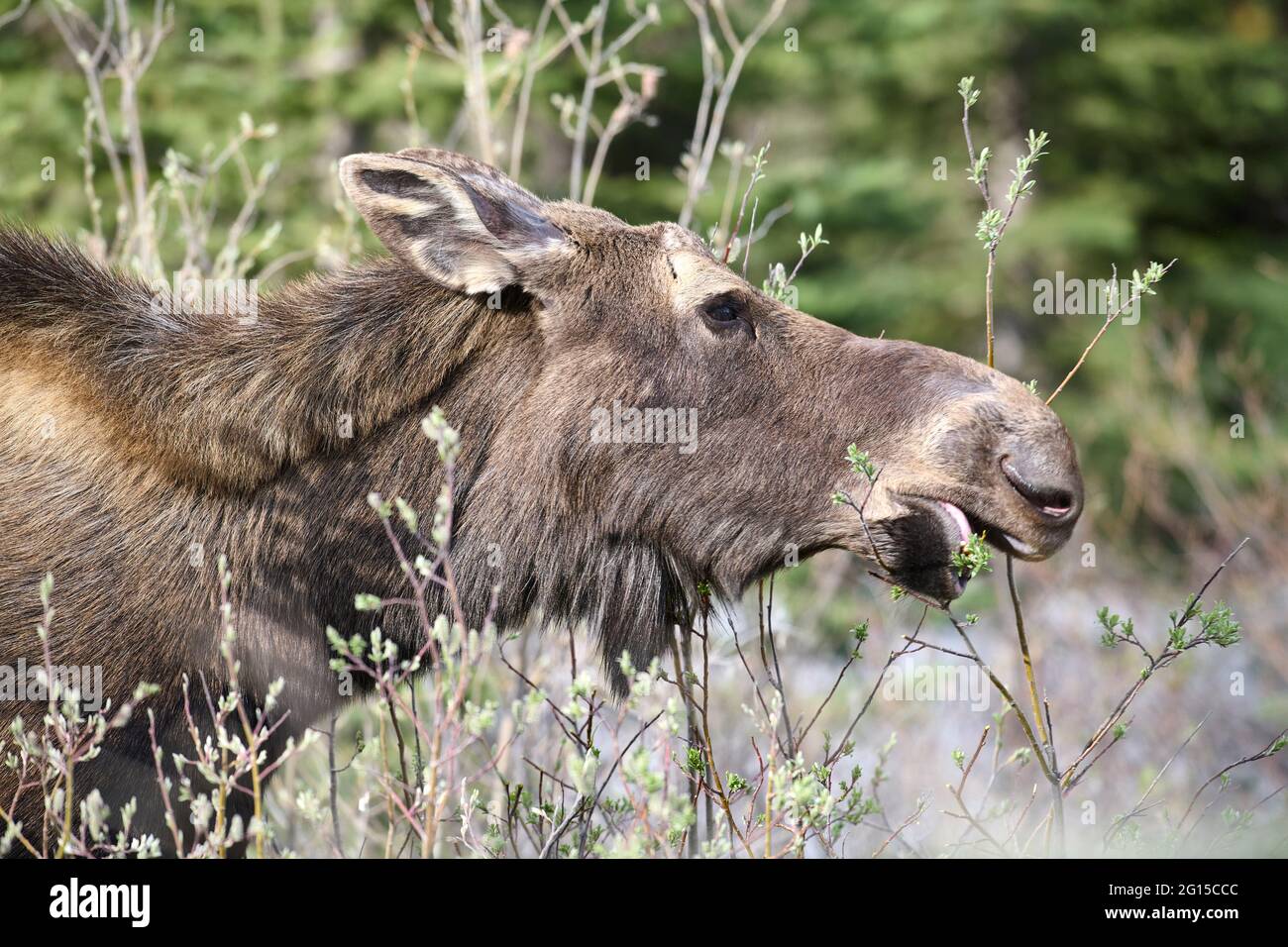 Moose (Alces americanus) feeding on willow shoots, Peter Lougheed ...