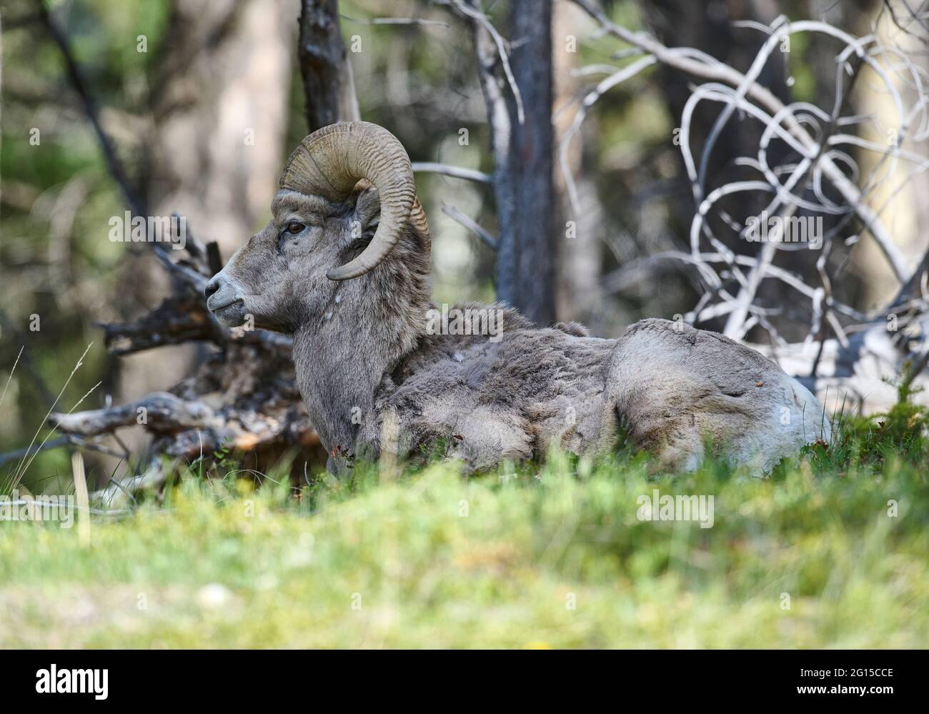 Bighorn sheep (Ovis canadensis) ram, Vermillion Lakes, Banff, National ...