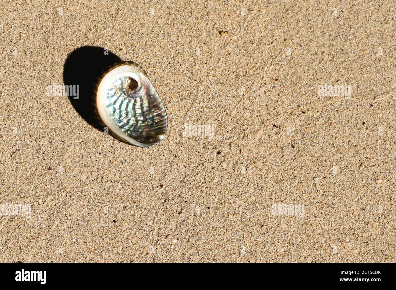 Travel to Thailand, seashell in the sand, tropical paradise Stock Photo ...