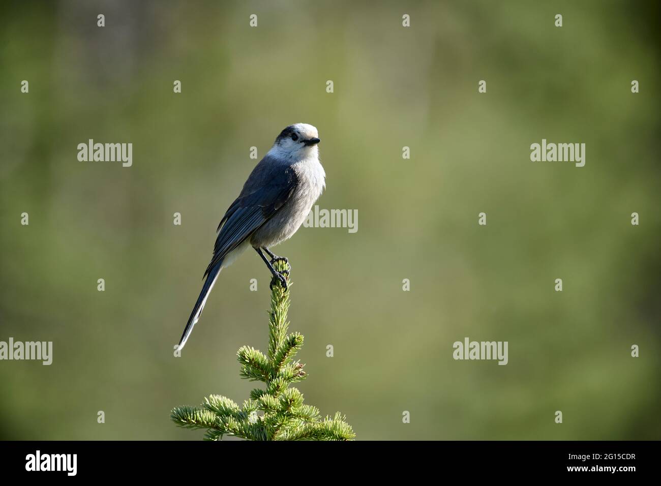 Canada Jay (Perisoreus canadensis), AKA Whisky jack Gray Jay, Camp ...