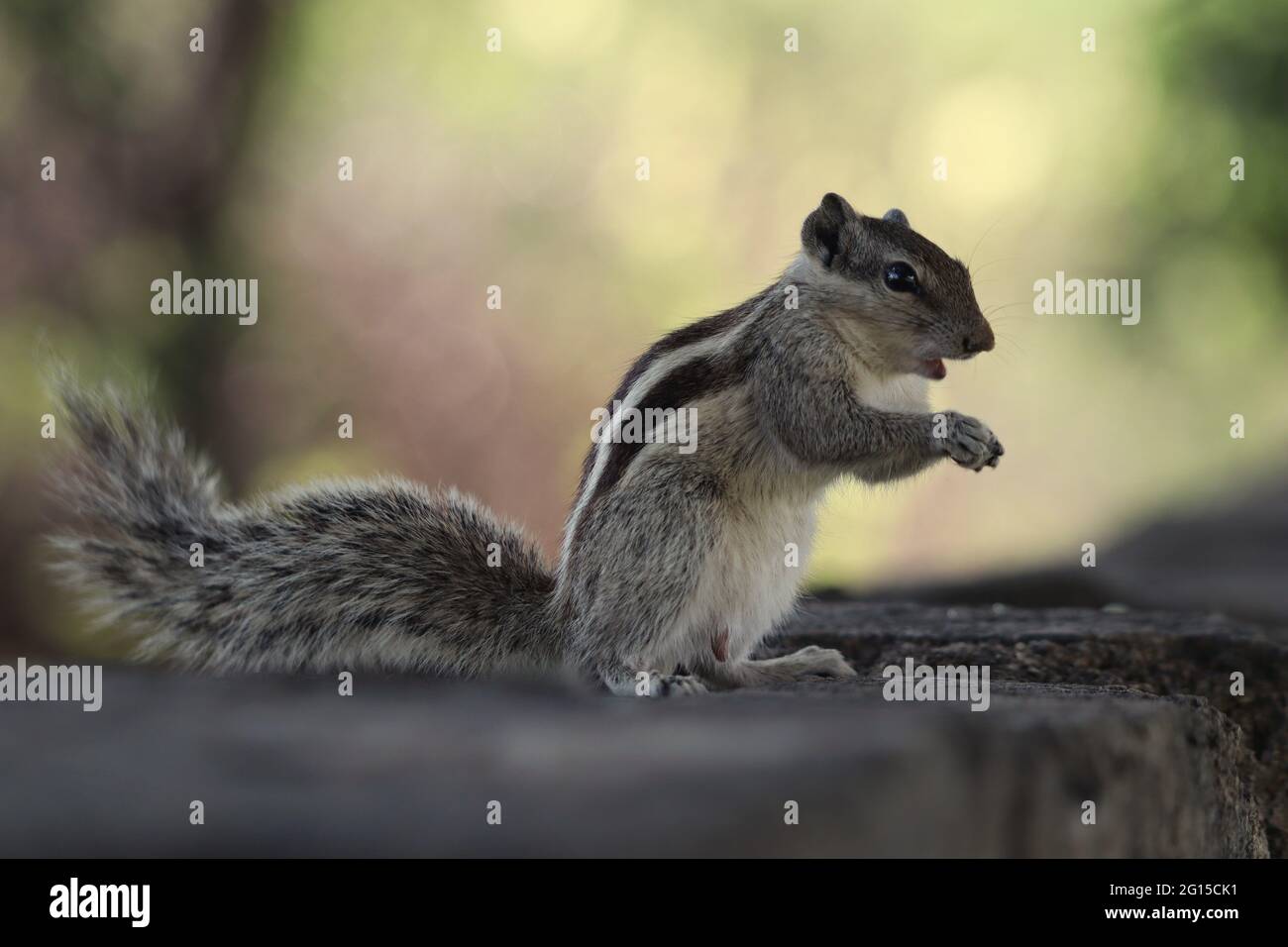 Portrait of an adorable gray chipmunk eating while standing on hind ...