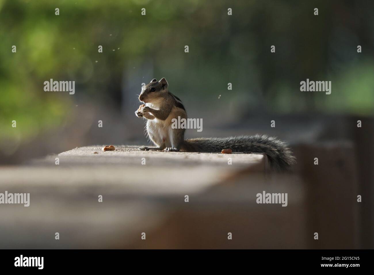 Selective focus shot of an adorable gray chipmunk eating while standing ...