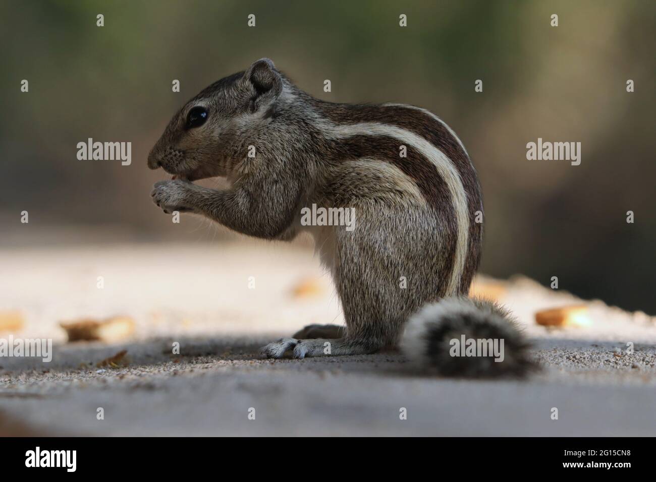 Portrait of an adorable gray chipmunk eating while standing on hind ...