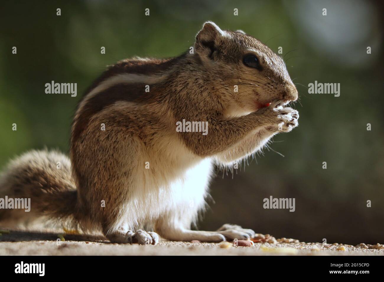 Portrait of an adorable gray chipmunk eating while standing on hind ...