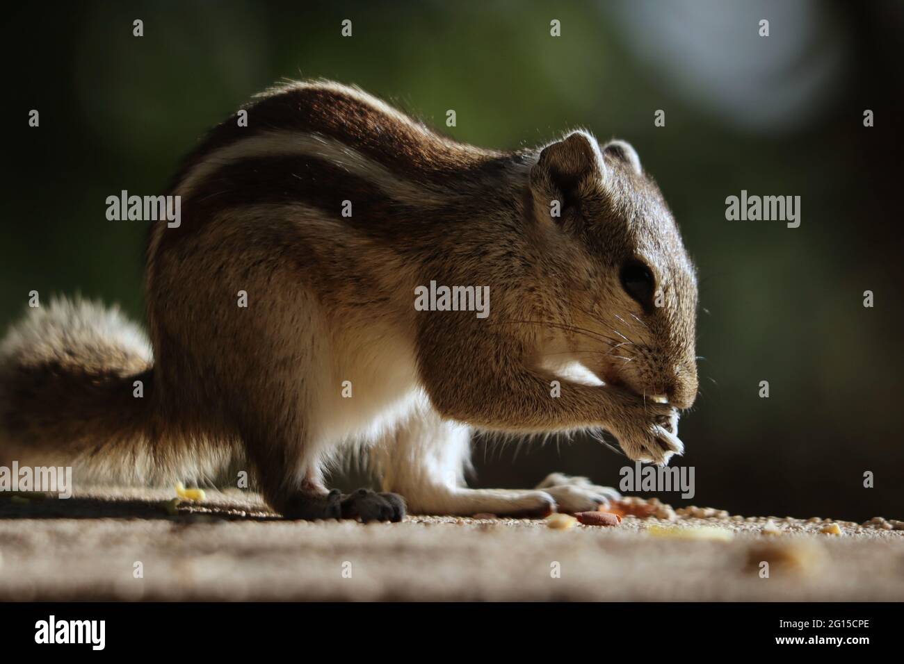 Portrait of an adorable gray chipmunk eating while standing on hind ...