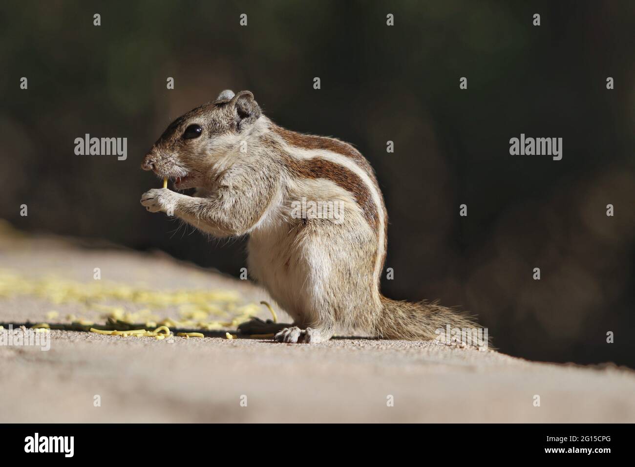 Portrait of an adorable gray chipmunk eating while standing on hind ...
