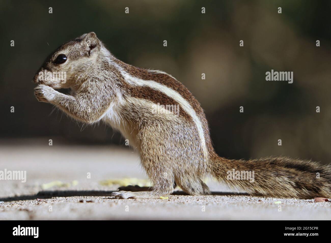 Portrait of an adorable gray chipmunk eating while standing on hind ...